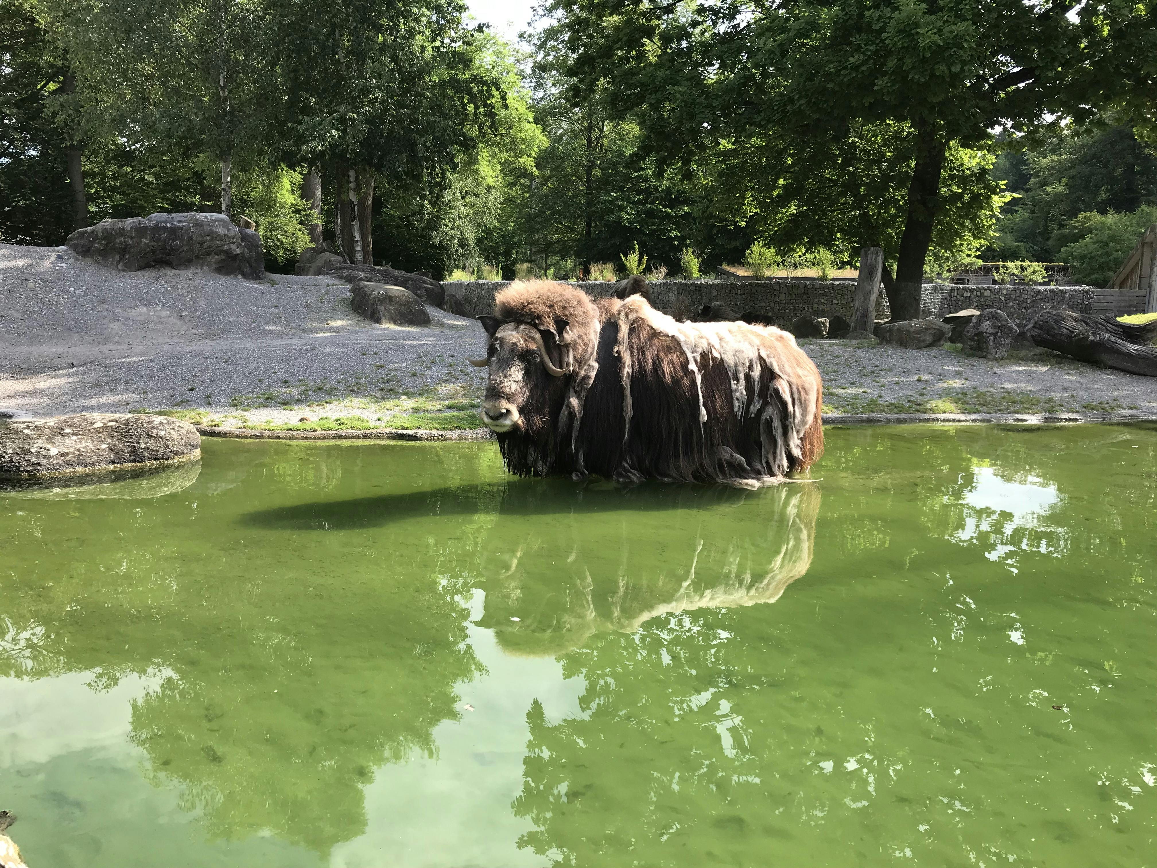 Tierpark Bern (Dählhölzli + BärenPark) - Tickets online bestellen