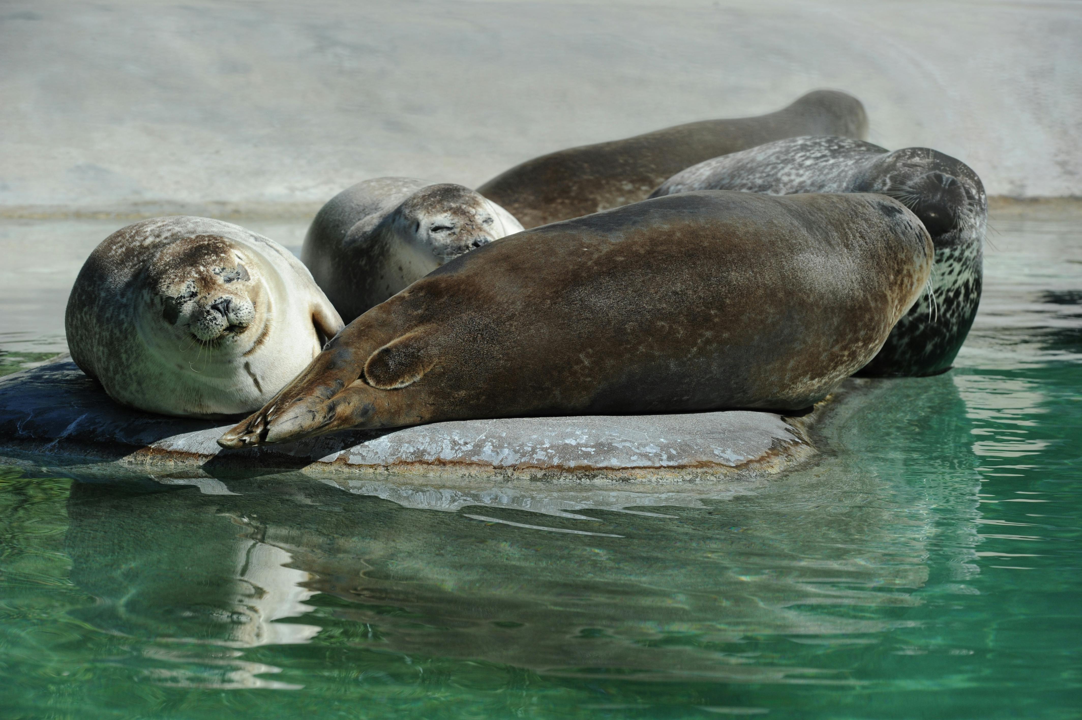 Tierpark Bern (Dählhölzli + BärenPark) - Tickets online bestellen
